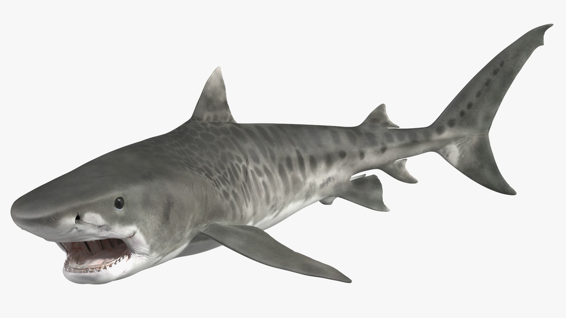 3D model Tiger Shark Rigged - TurboSquid 2143786