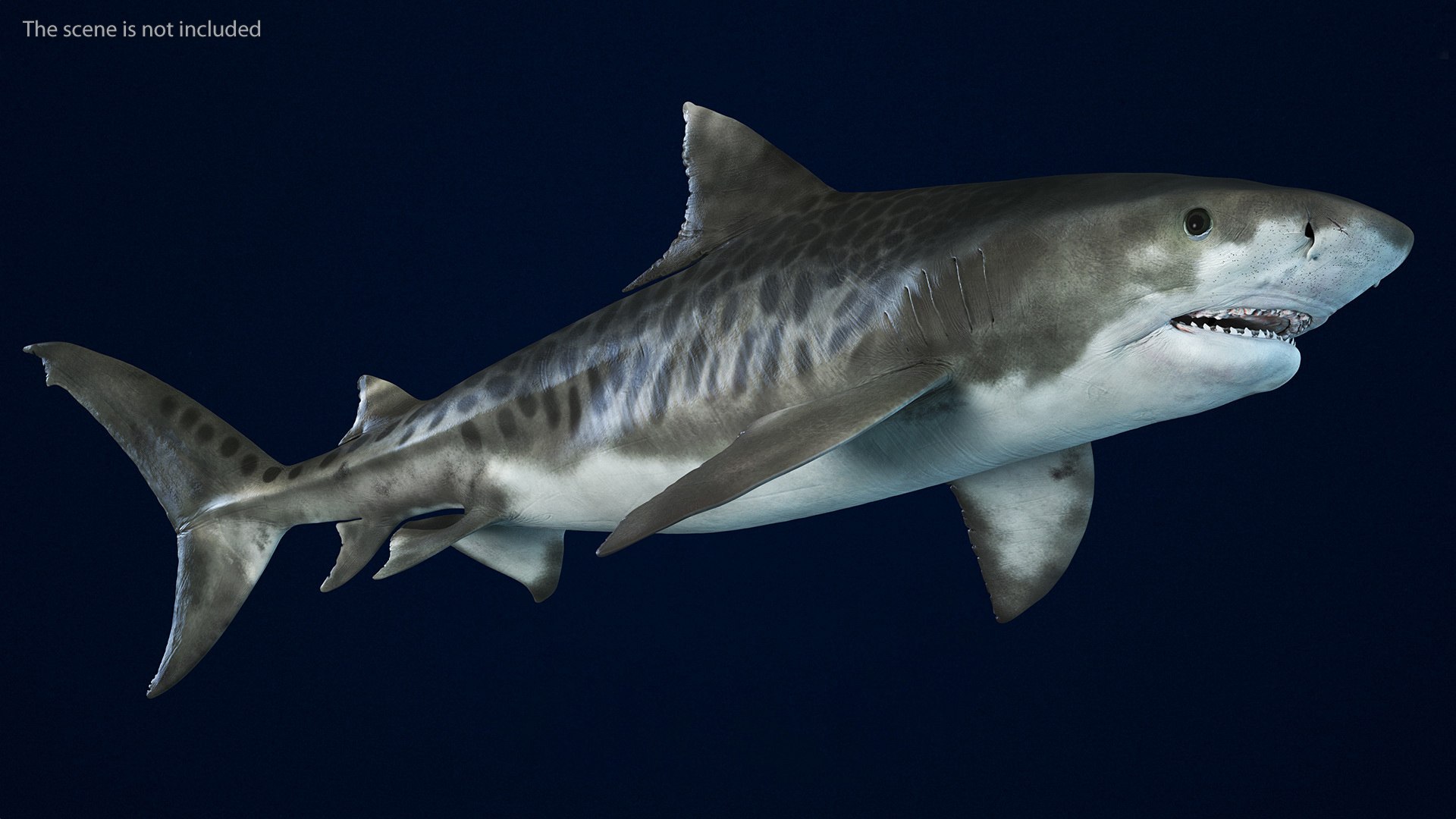 3D Model Tiger Shark Rigged - TurboSquid 2143786