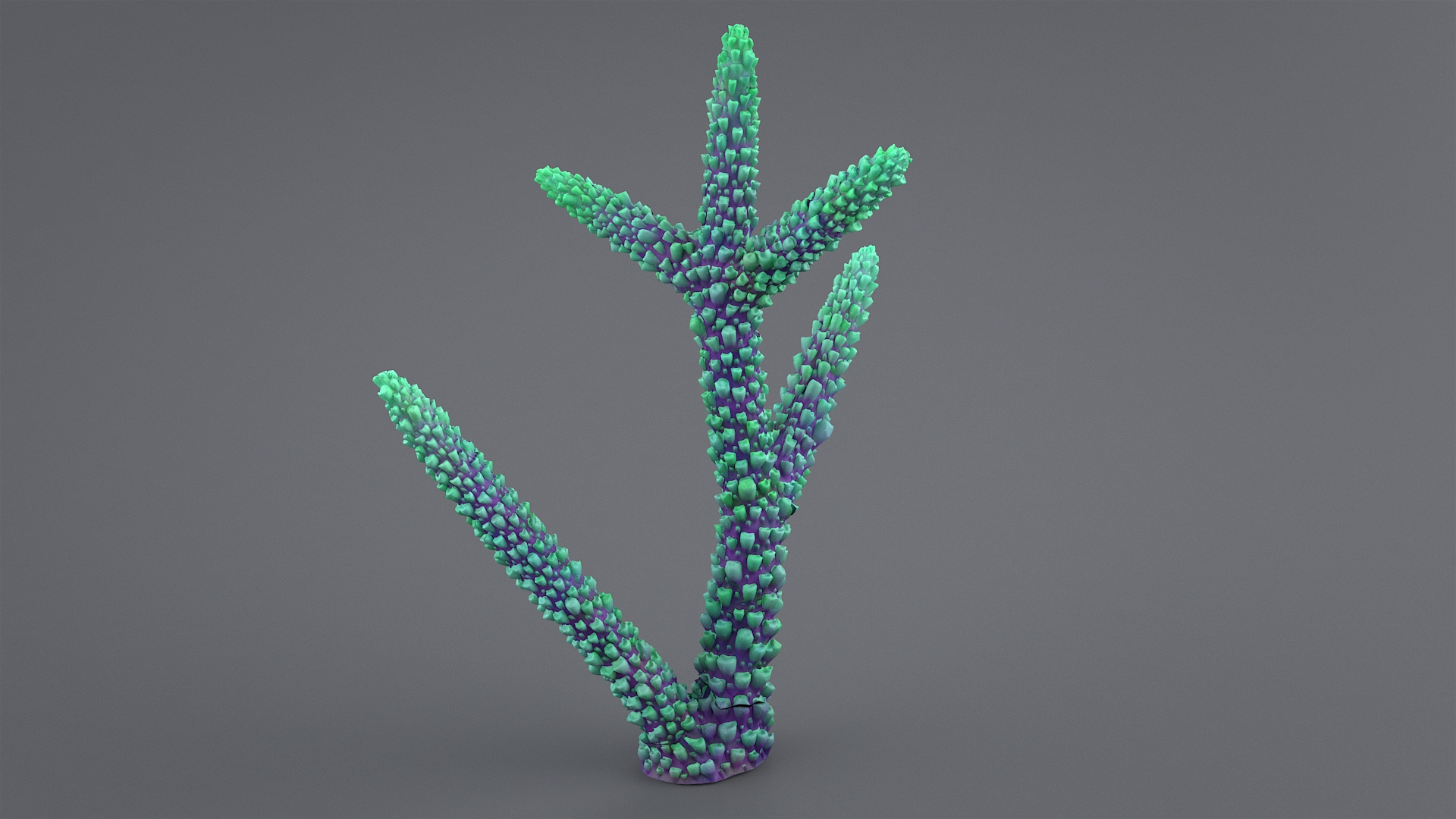 3D Acropora Coral - TurboSquid 1476383