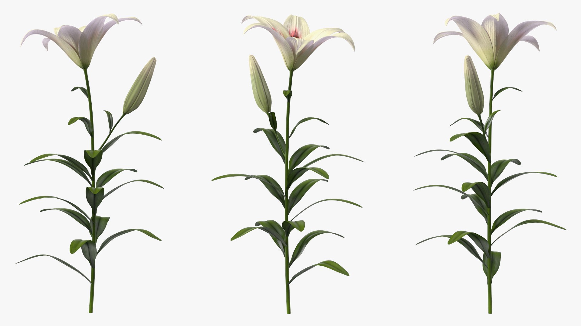 3D Realistic Lily Flower Plant - TurboSquid 2246847