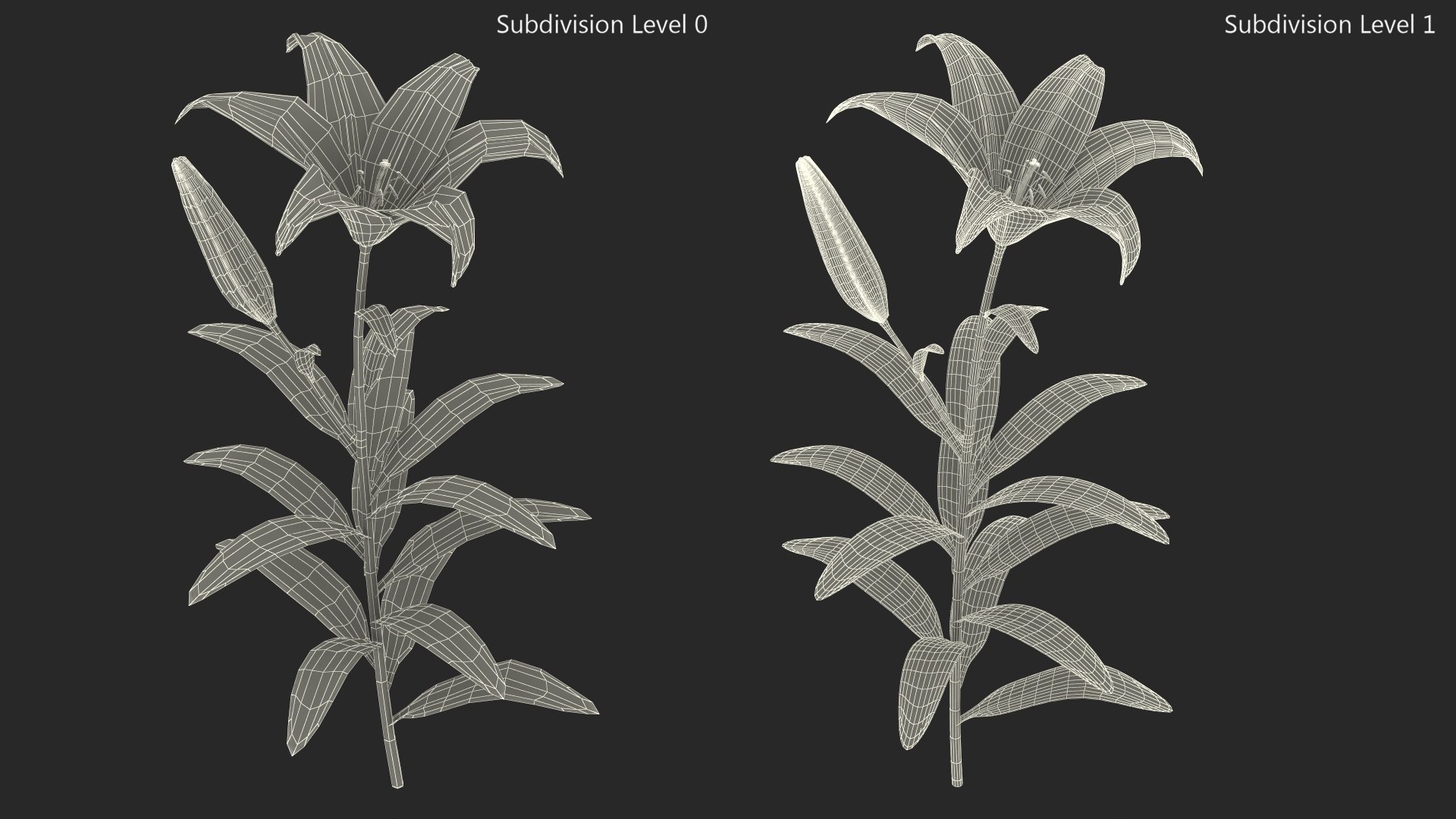 3D Realistic Lily Flower Plant - TurboSquid 2246847