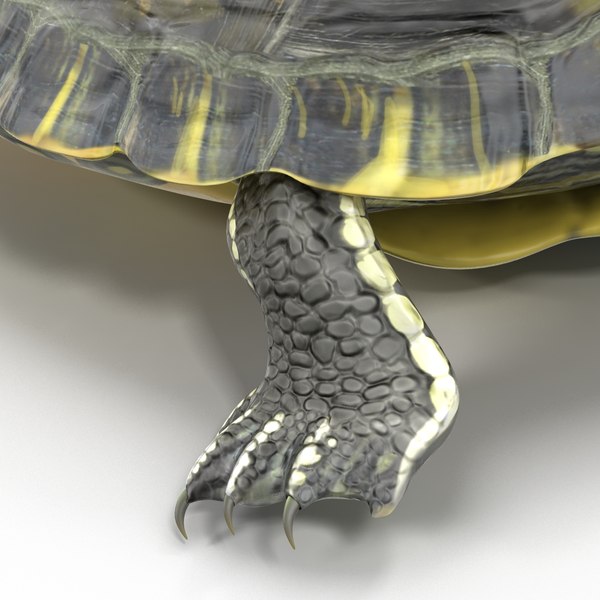 pond slider turtle rigged 3d model