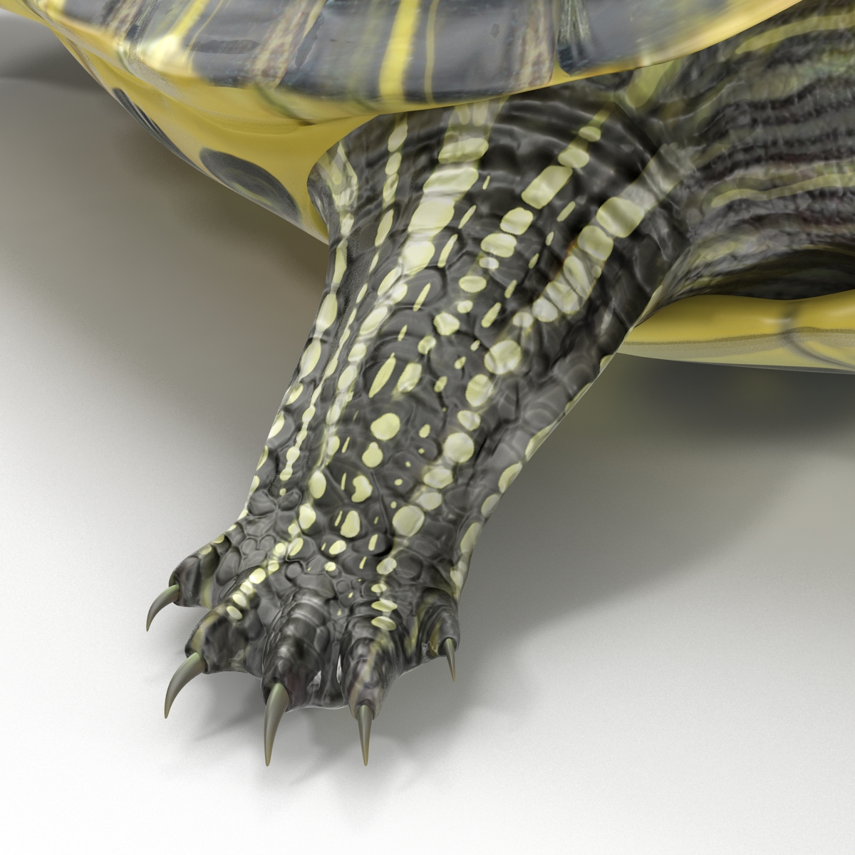 pond slider turtle rigged 3d model
