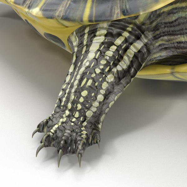 pond slider turtle rigged 3d model