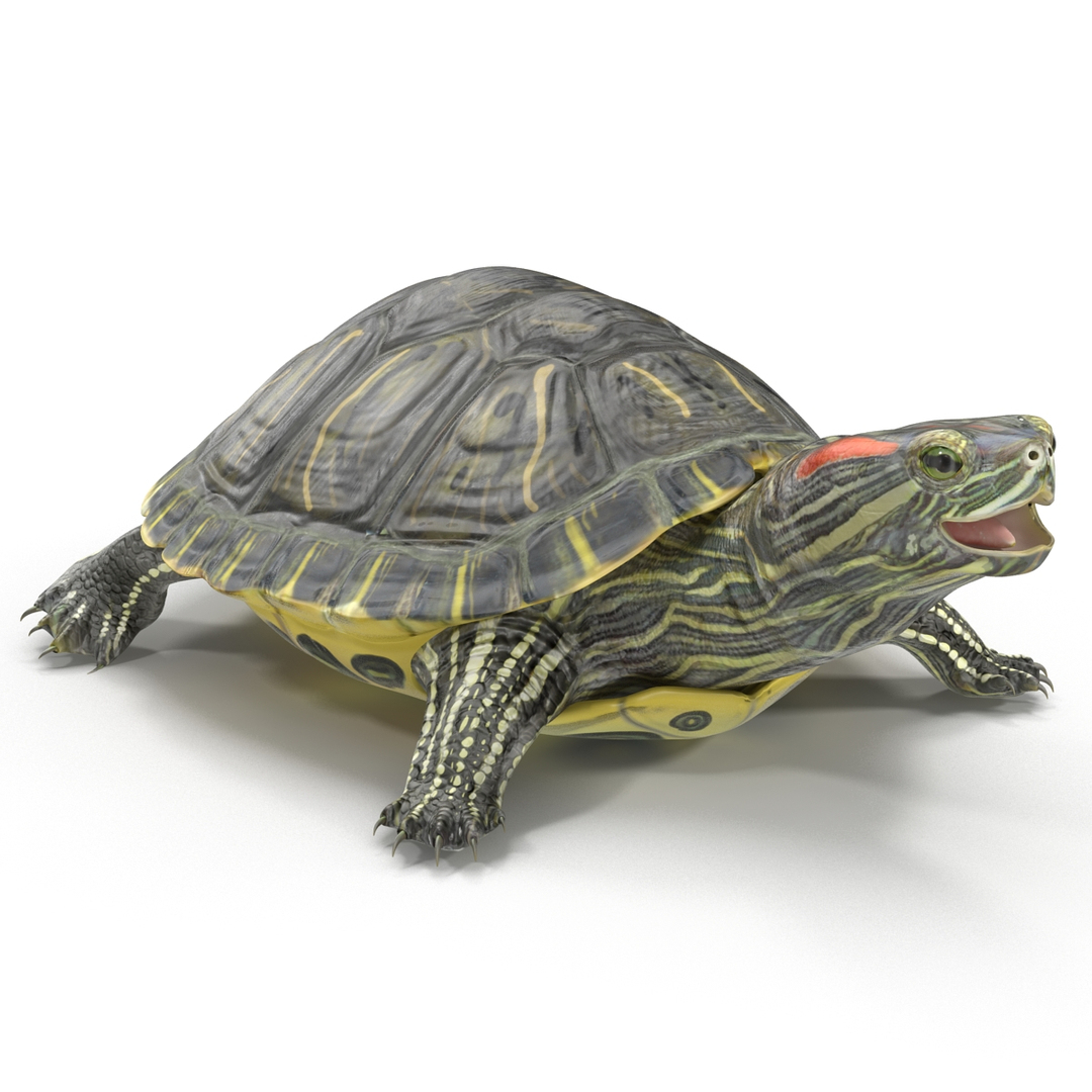 pond slider turtle rigged 3d model