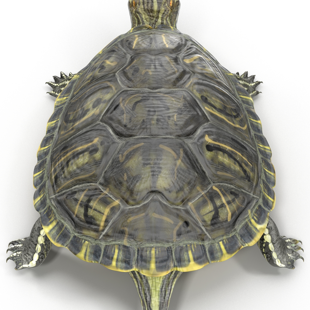 pond slider turtle rigged 3d model
