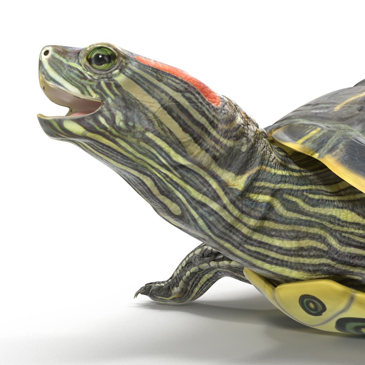 pond slider turtle rigged 3d model