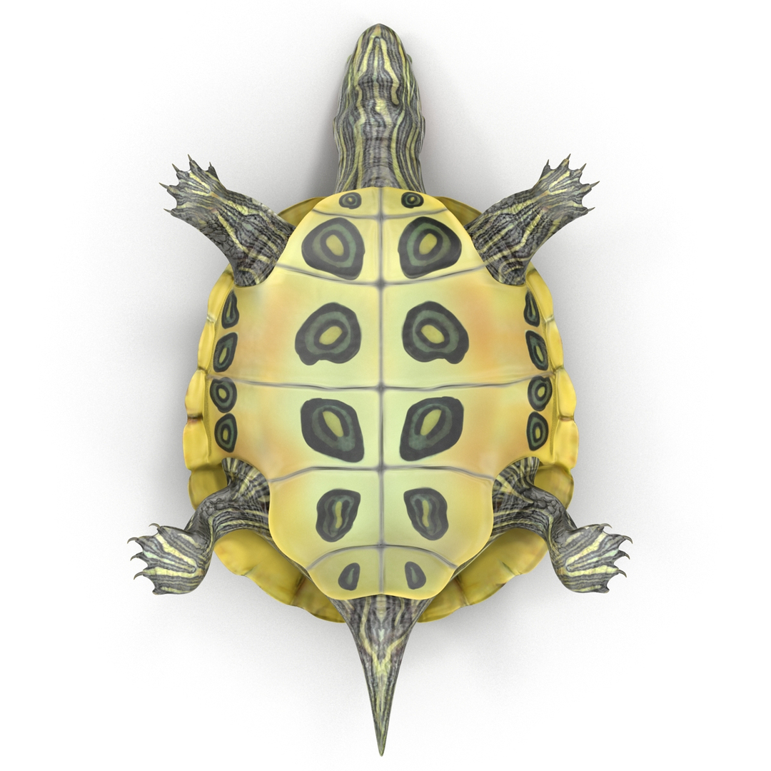pond slider turtle rigged 3d model