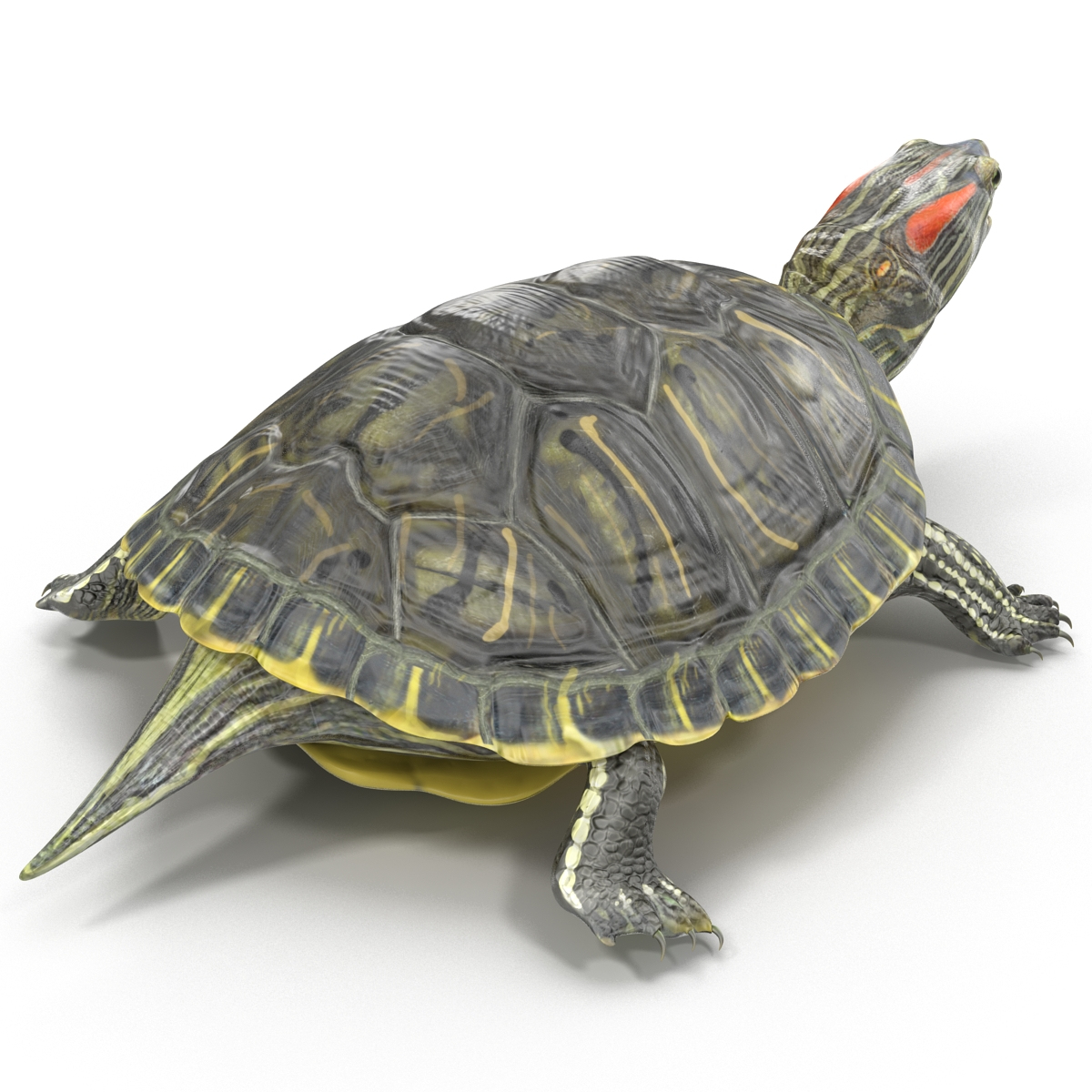 pond slider turtle rigged 3d model