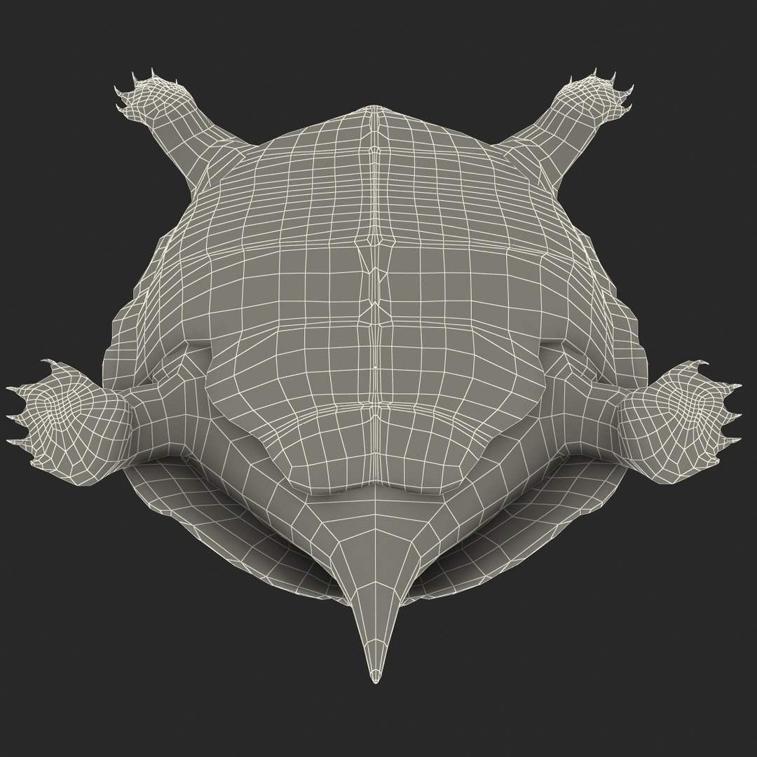 Pond Slider Turtle Rigged 3d Model
