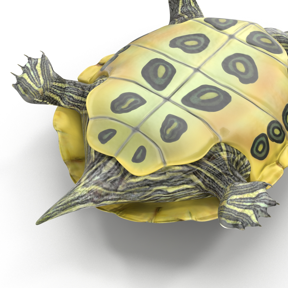 pond slider turtle rigged 3d model
