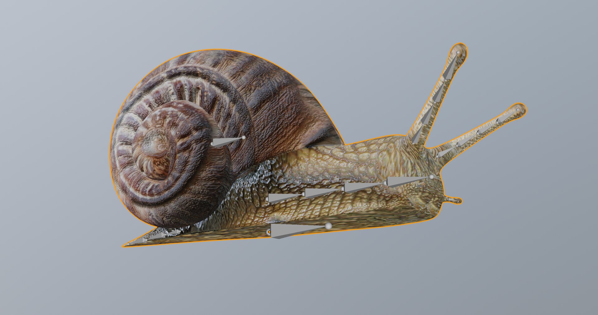 3D Snail Shell Model - TurboSquid 1482953