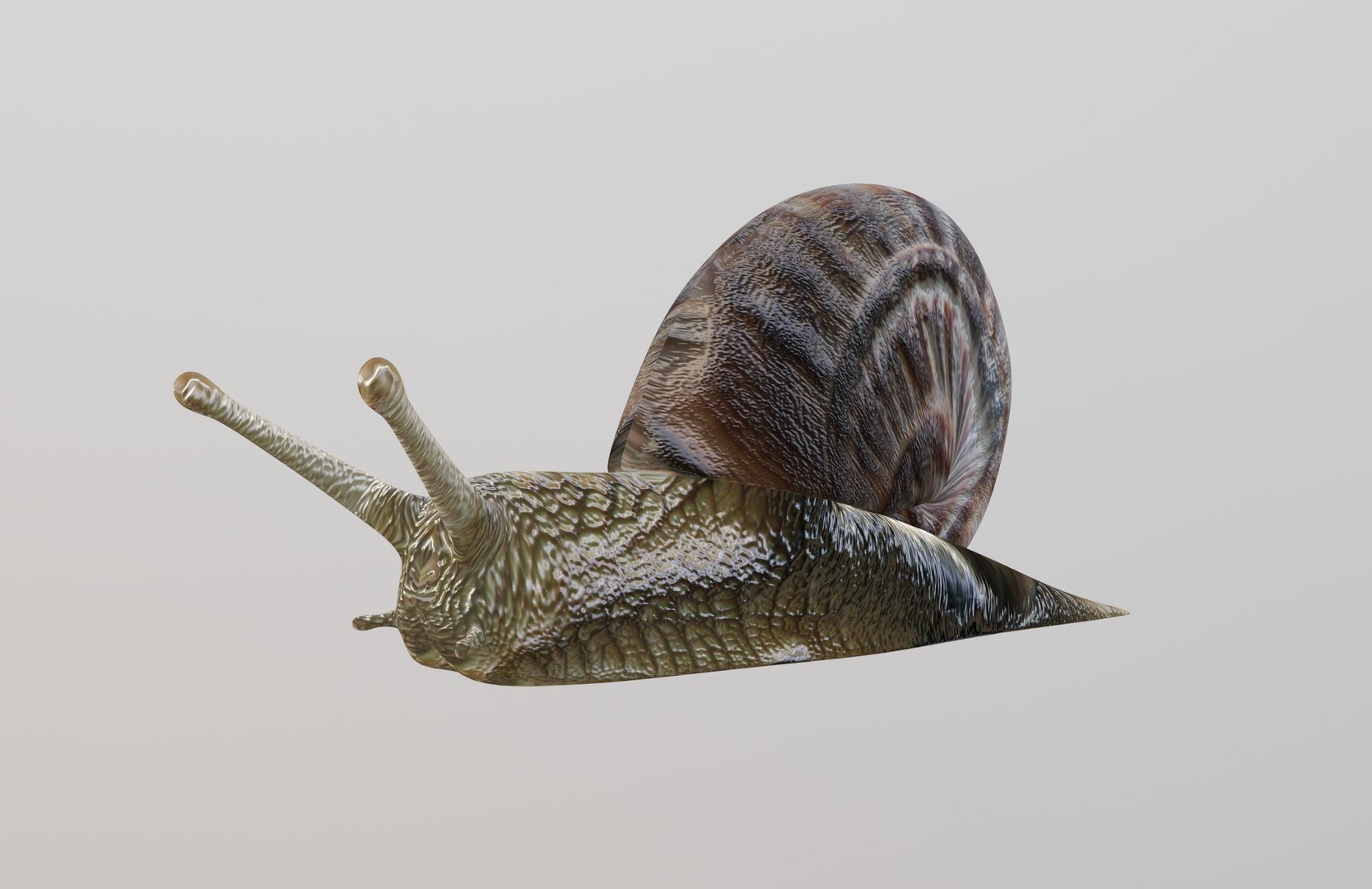 3D Snail Shell Model - TurboSquid 1482953