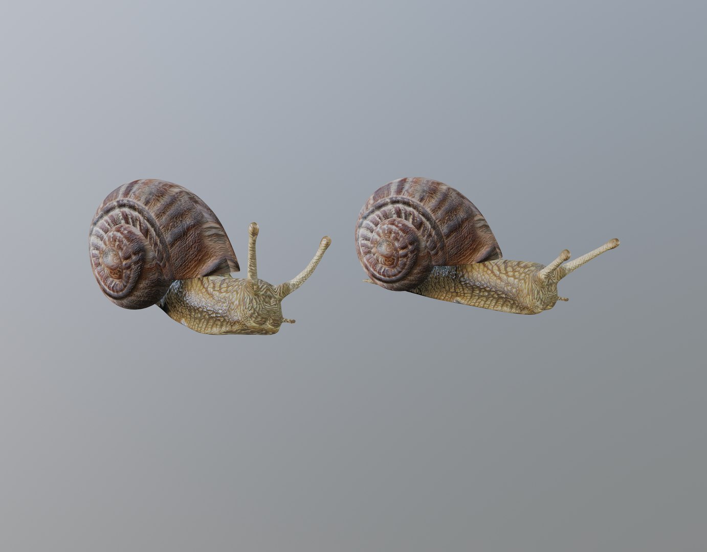 3D Snail Shell Model - TurboSquid 1482953