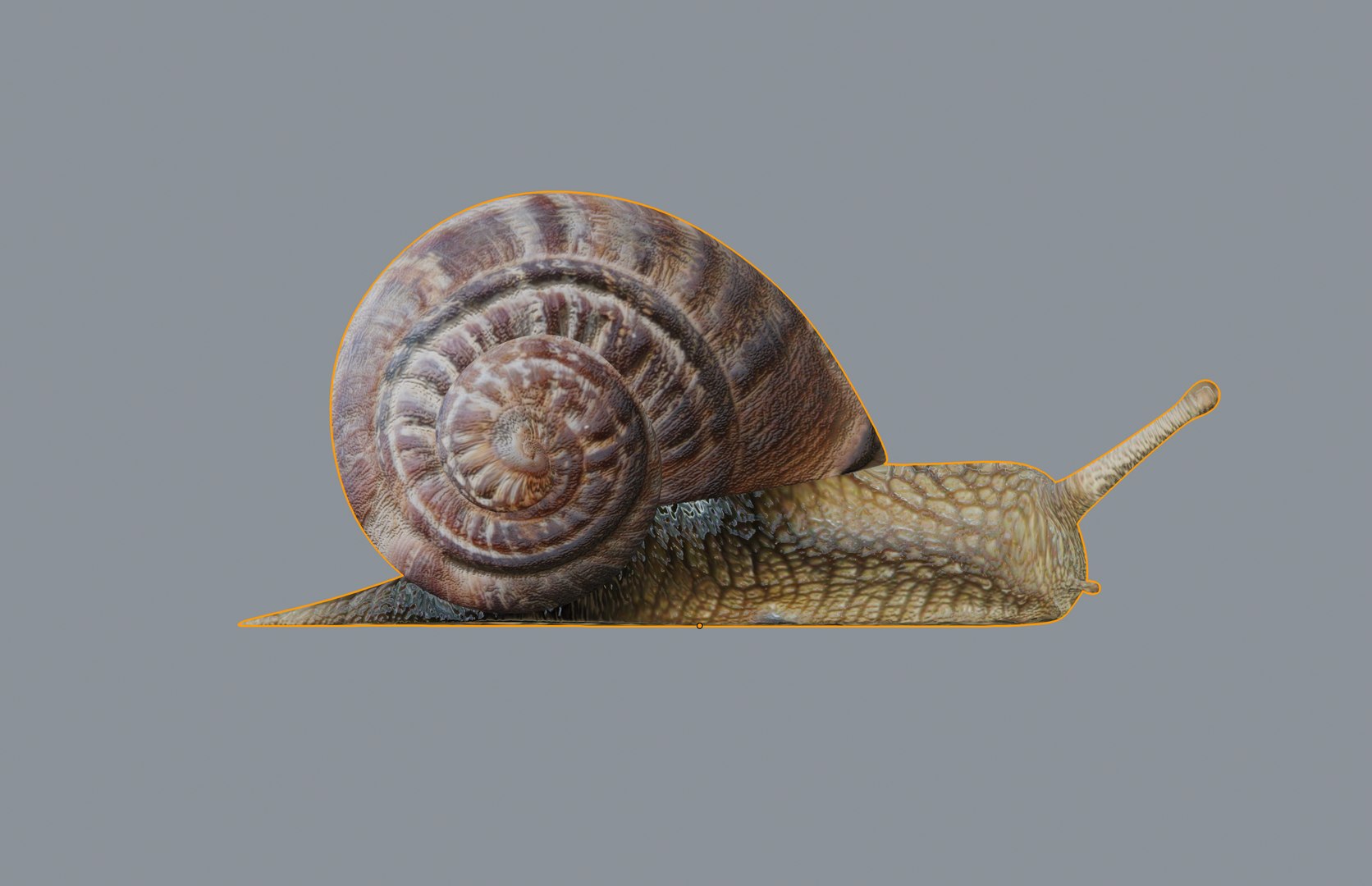 3D Snail Shell Model - TurboSquid 1482953