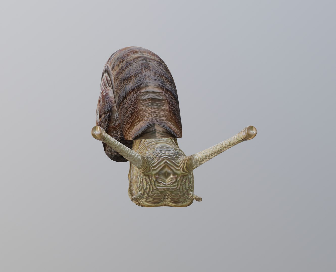 3D Snail Shell Model - TurboSquid 1482953