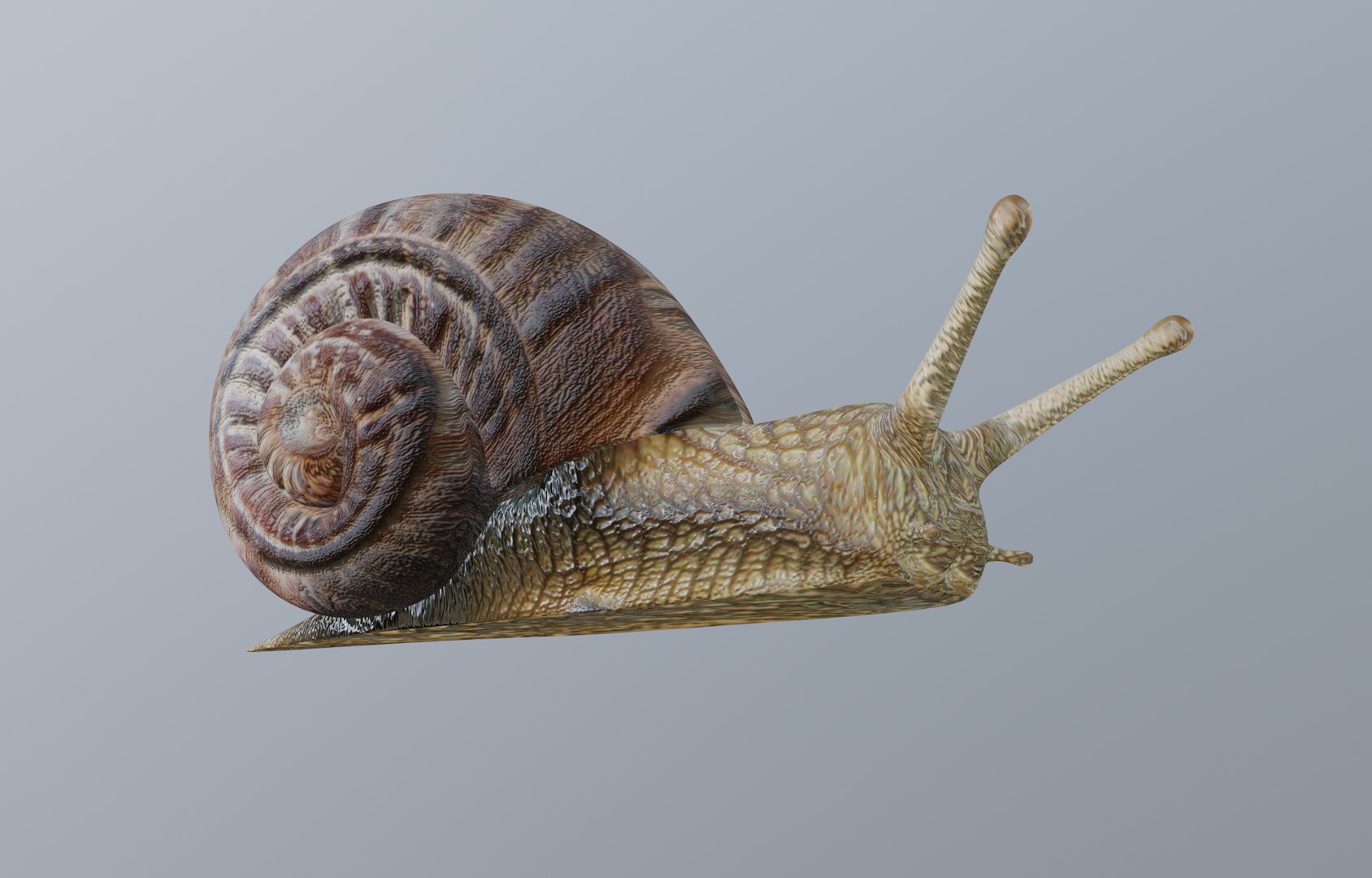 3D Snail Shell Model - TurboSquid 1482953