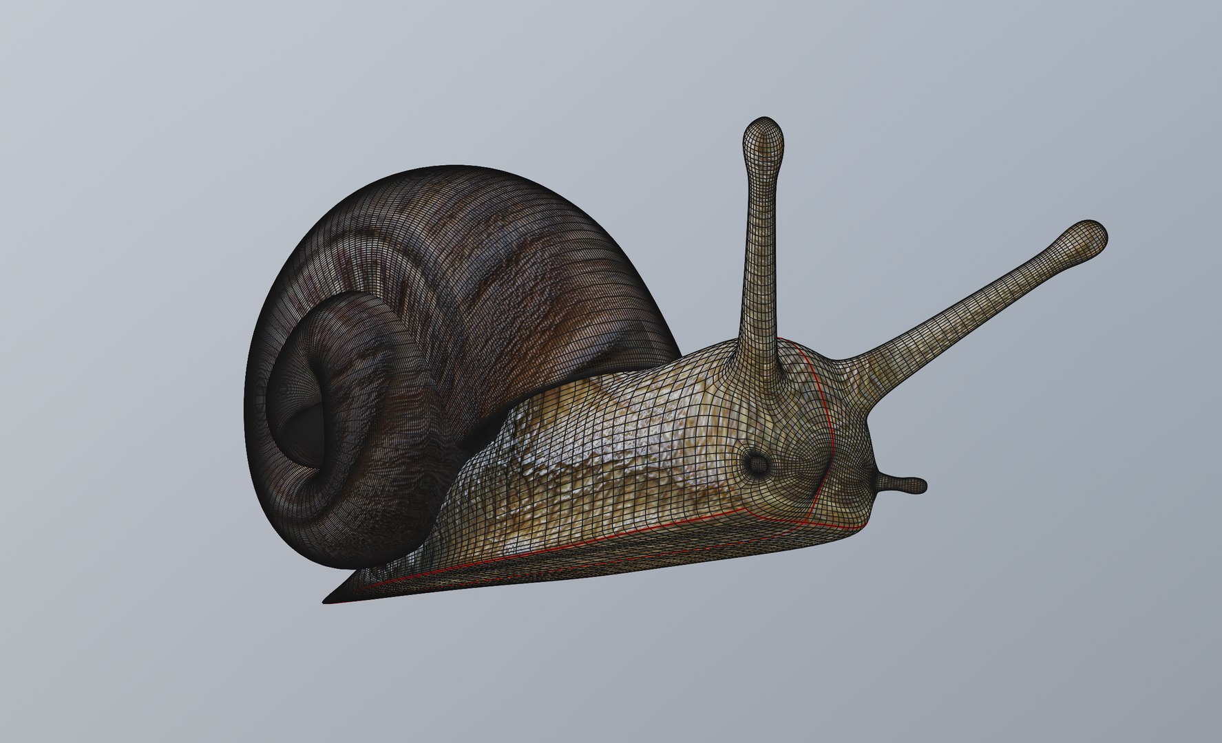 3D Snail Shell Model - TurboSquid 1482953