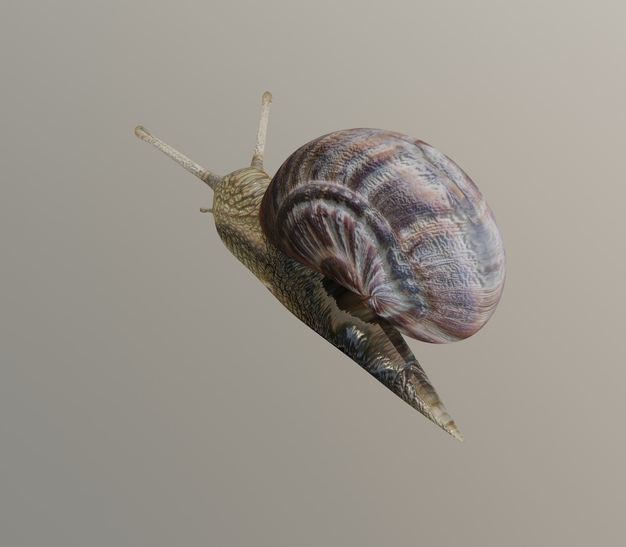 3D Snail Shell Model - TurboSquid 1482953