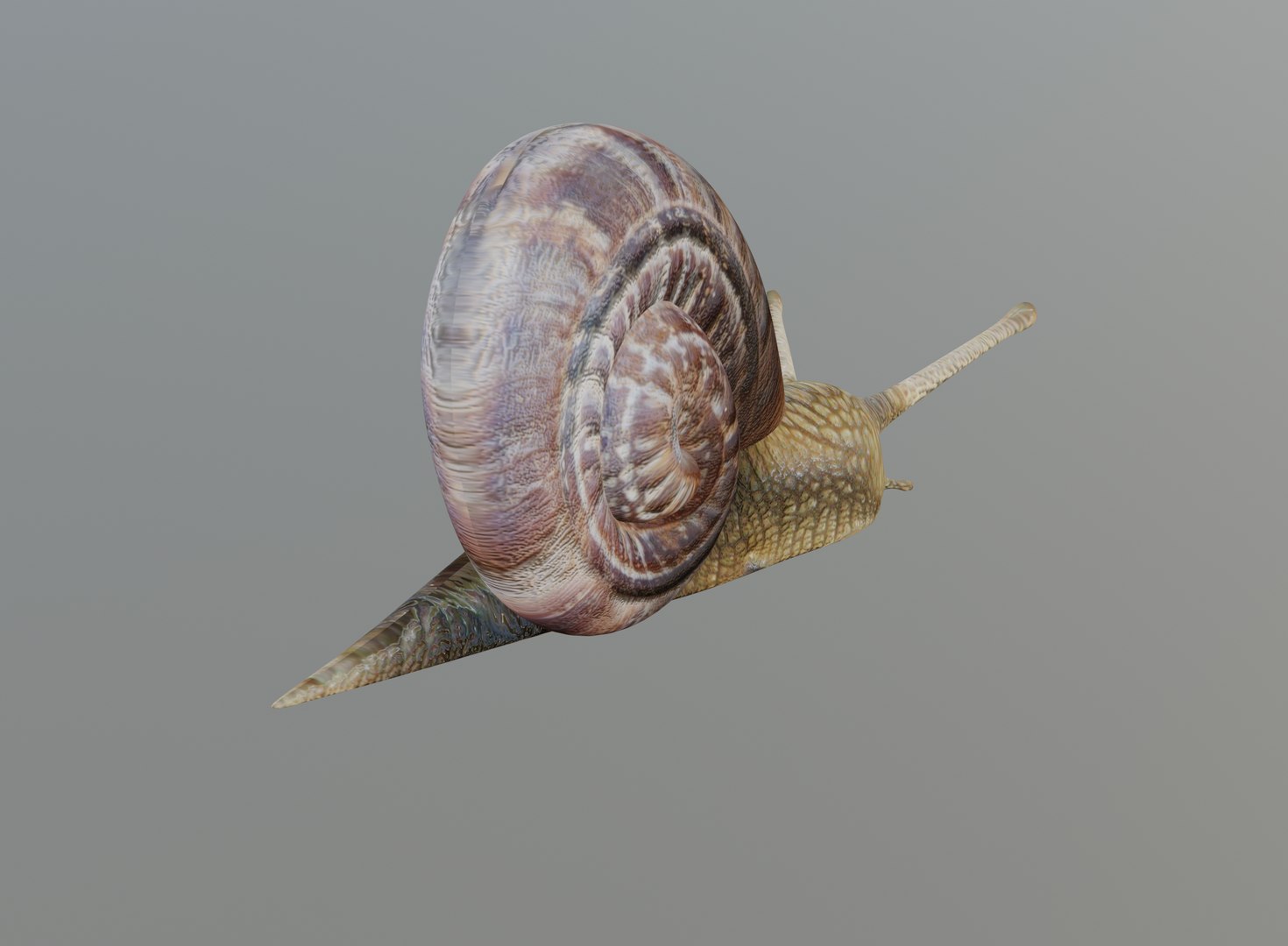 3D Snail Shell Model - TurboSquid 1482953