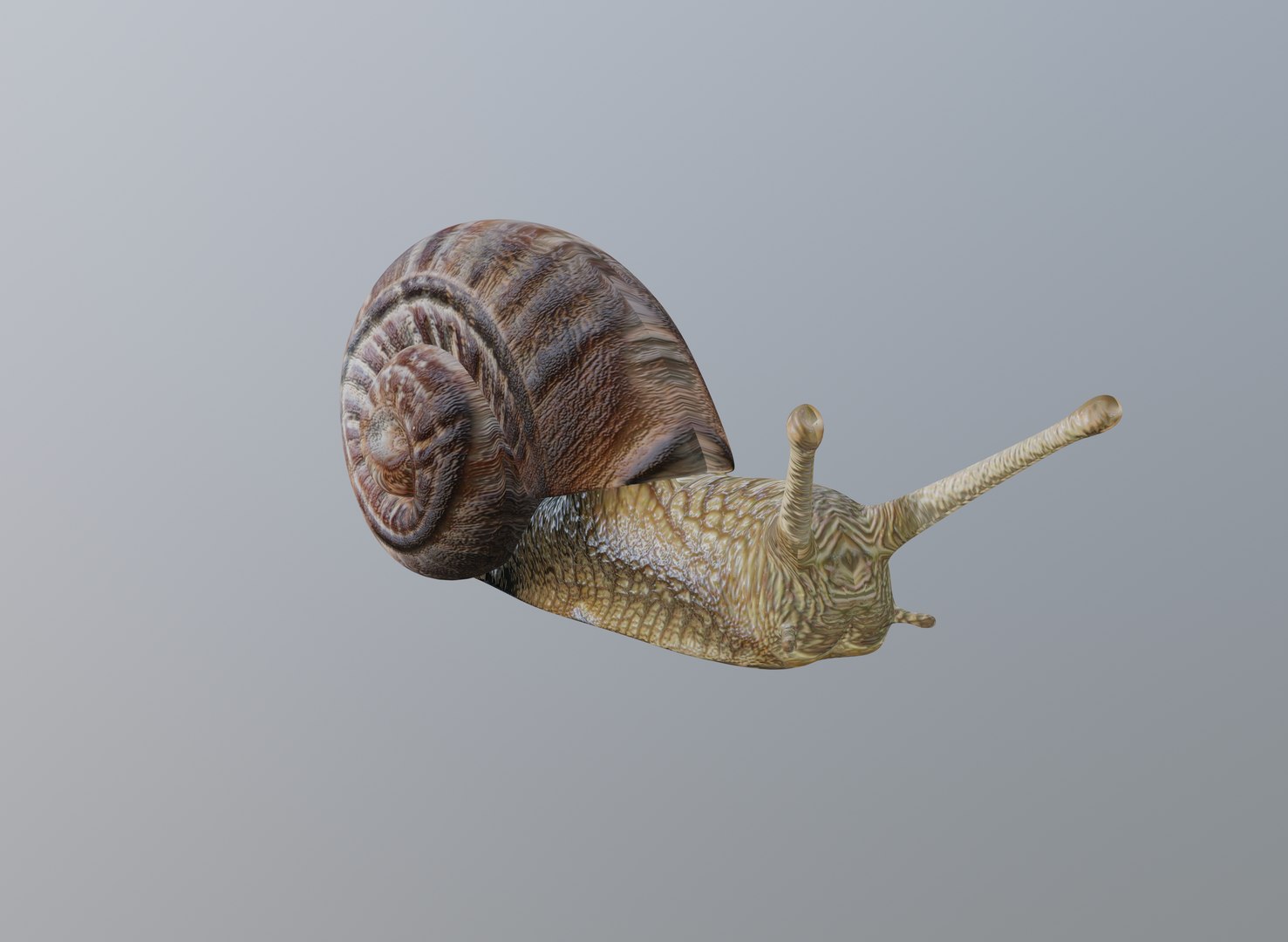 3D Snail Shell Model - TurboSquid 1482953