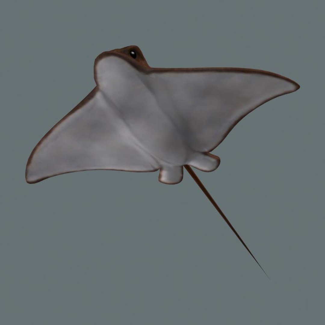 stingray fish 3d model