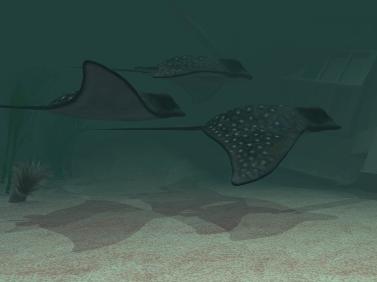 stingray fish 3d model
