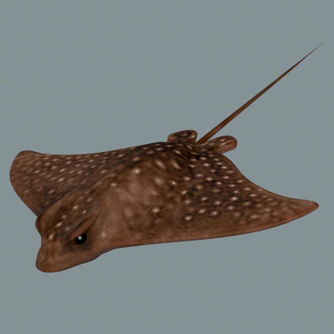 stingray fish 3d model