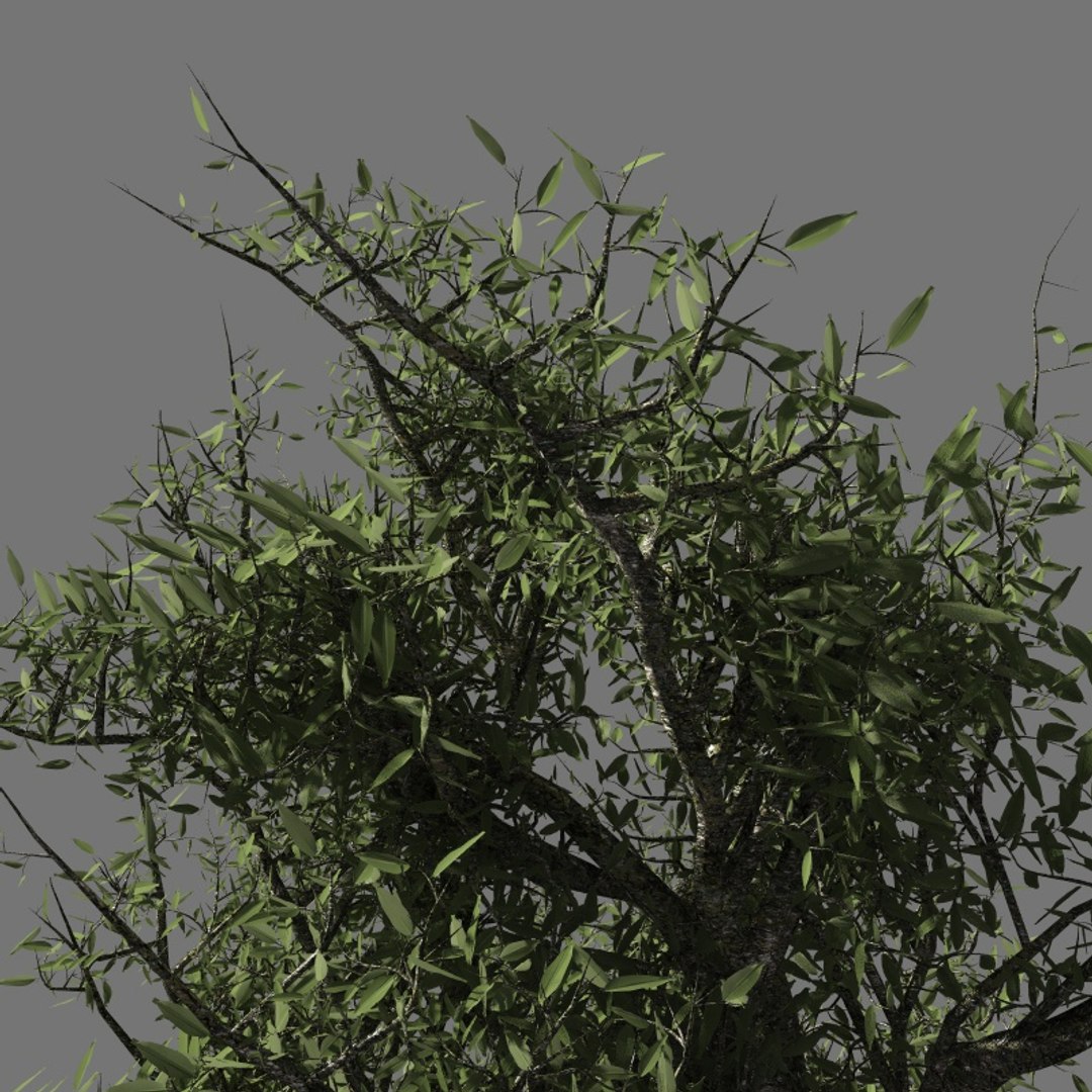 3ds Max Olive Tree