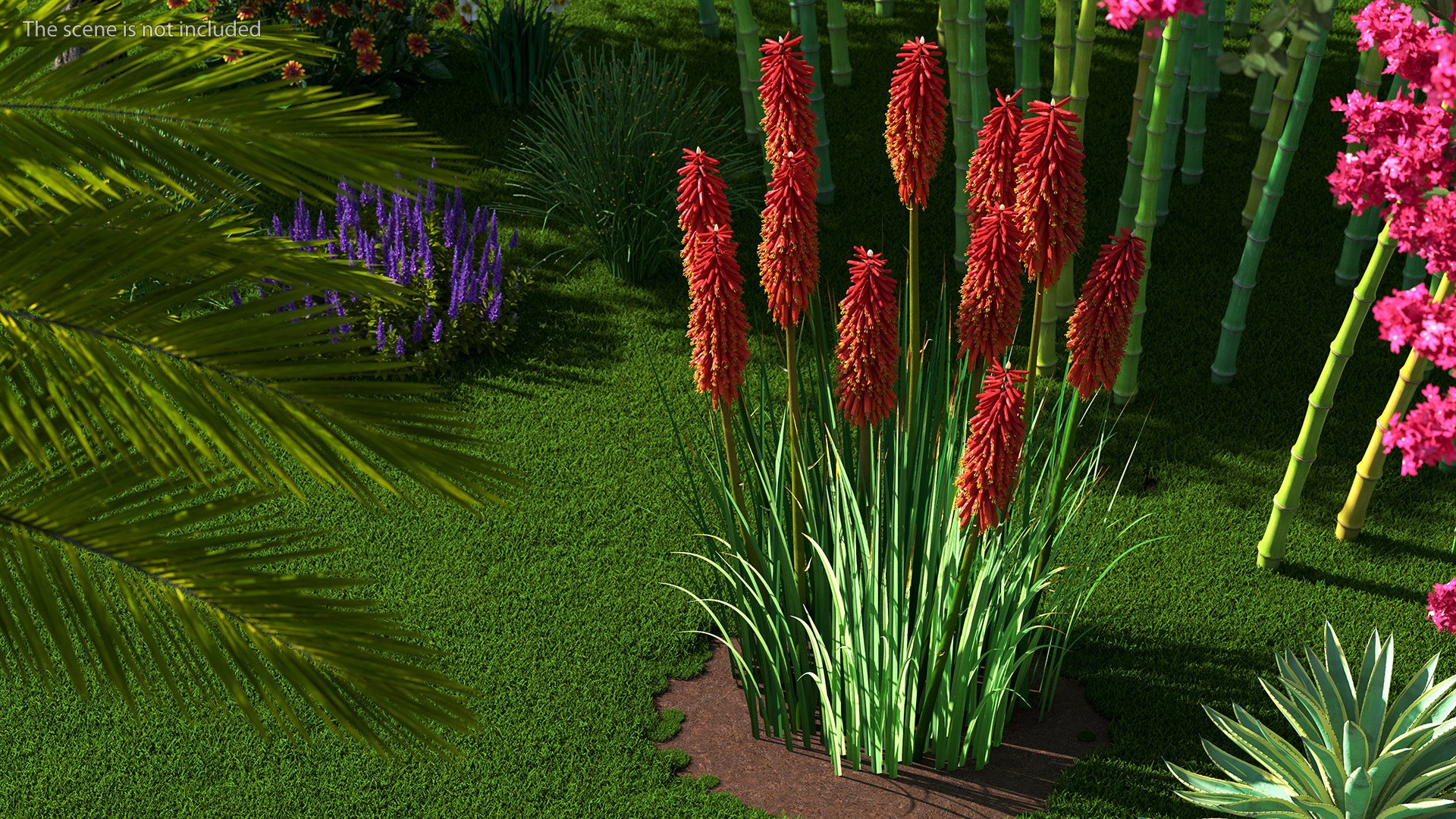 3D Kniphofia Nancy Red model - TurboSquid 2157119