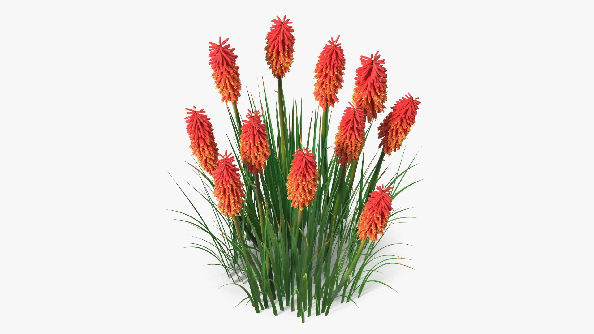 3D Kniphofia Nancy Red model - TurboSquid 2157119