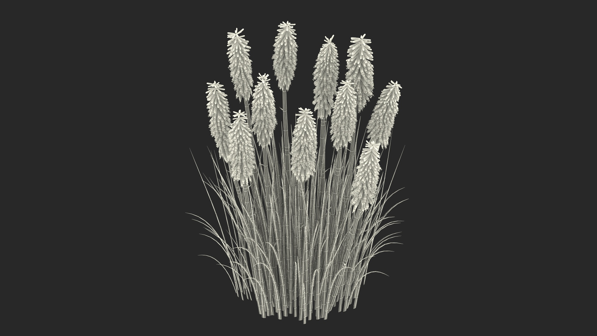 3D Kniphofia Nancy Red model - TurboSquid 2157119