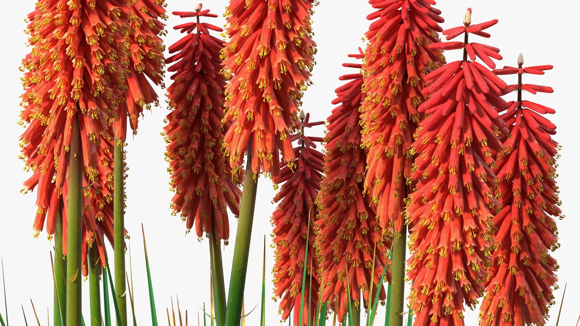 3D Kniphofia Nancy Red model - TurboSquid 2157119