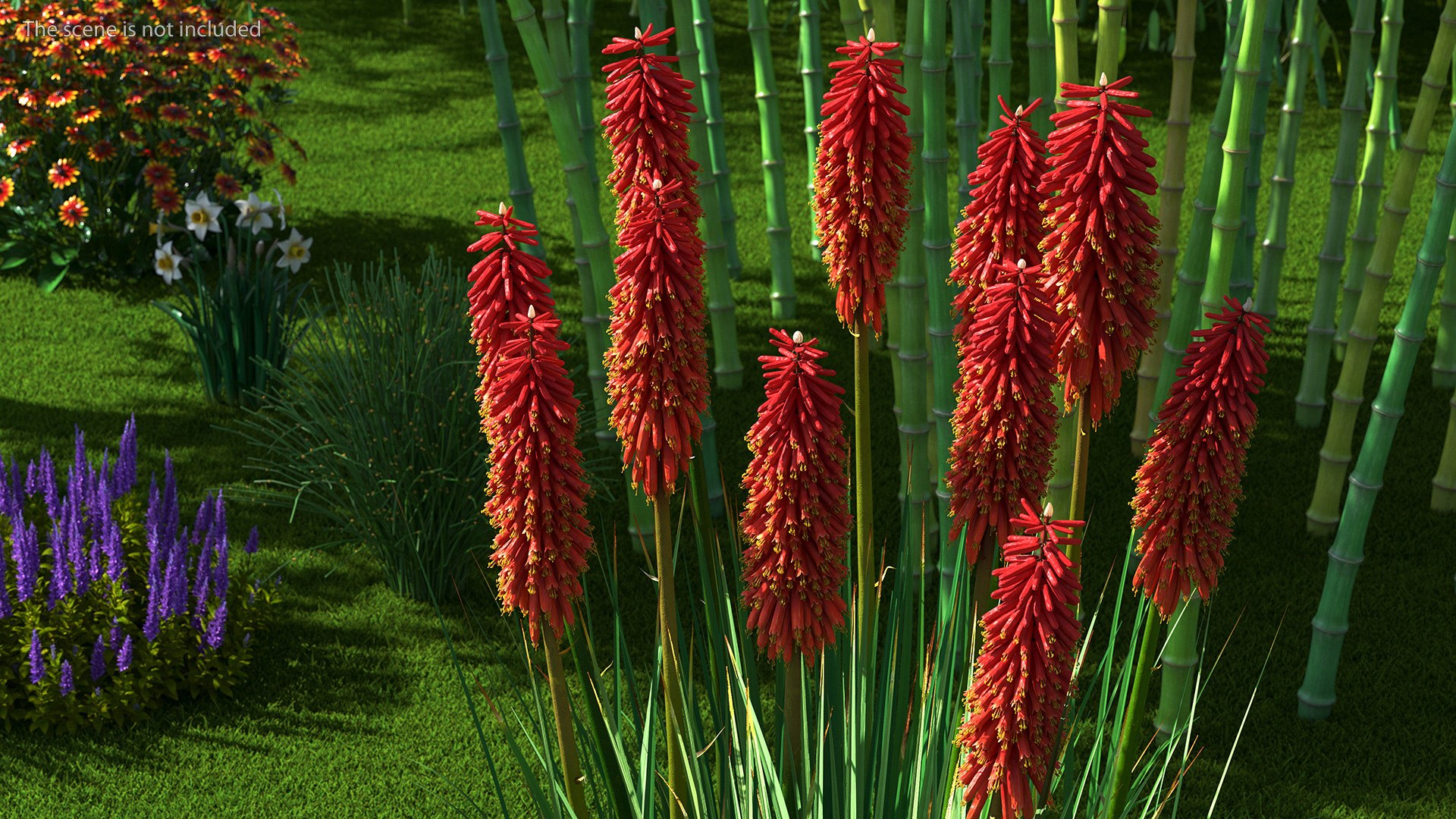 3D Kniphofia Nancy Red model - TurboSquid 2157119