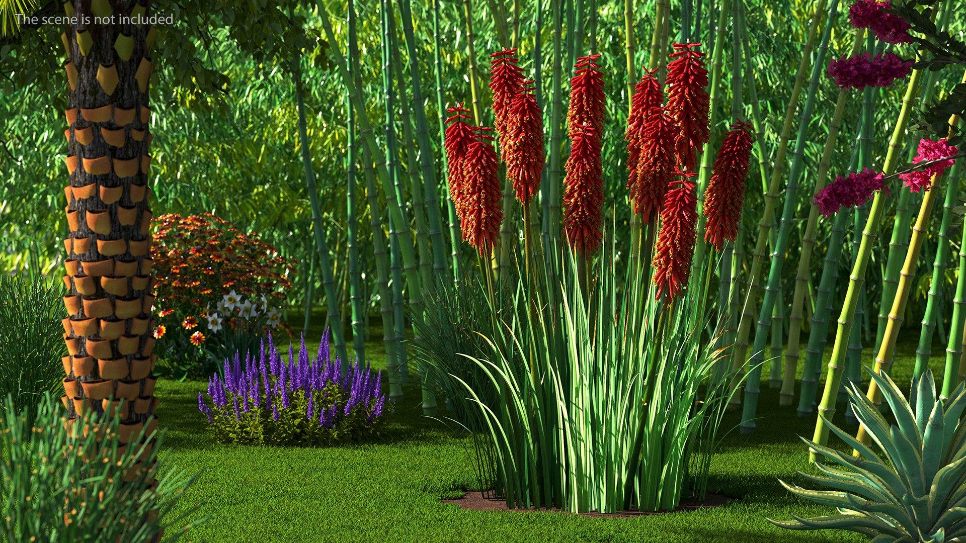 3D Kniphofia Nancy Red model - TurboSquid 2157119