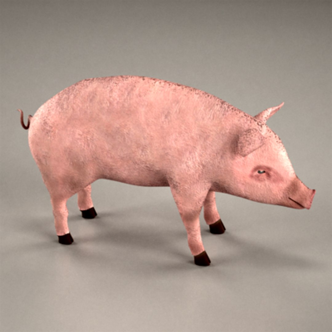 Pig 3d Model