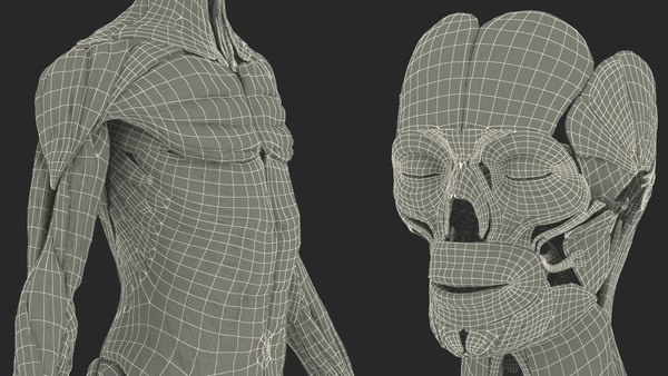 Female body anatomy 3D model - TurboSquid 1682802