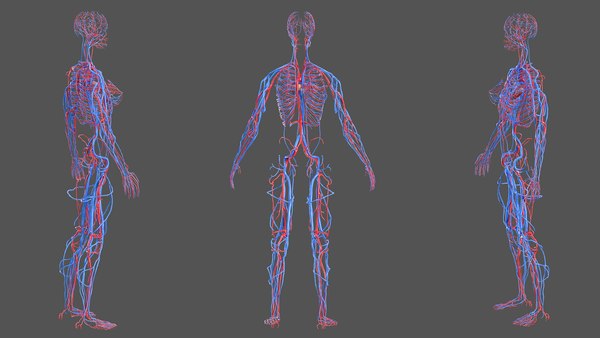 Female body anatomy 3D model - TurboSquid 1682802
