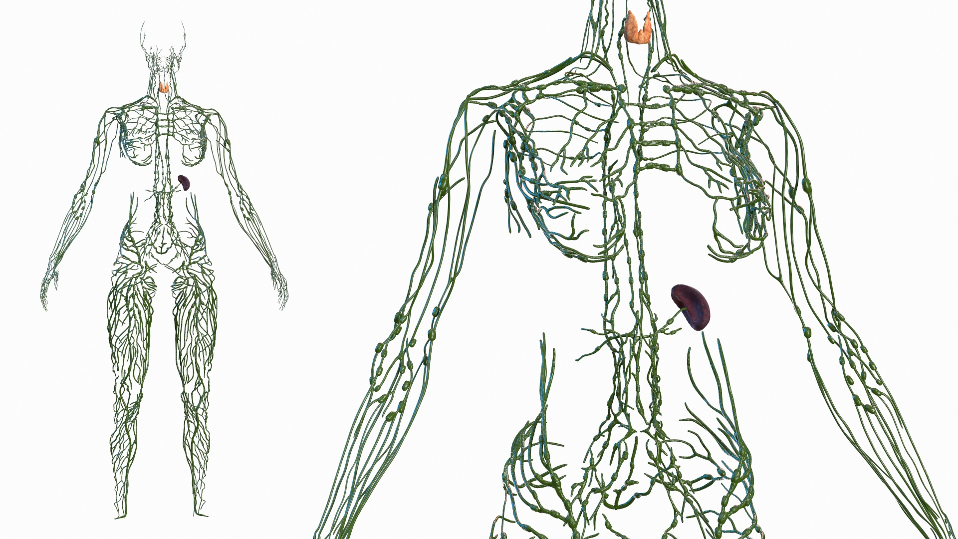 Female body anatomy 3D model - TurboSquid 1682802