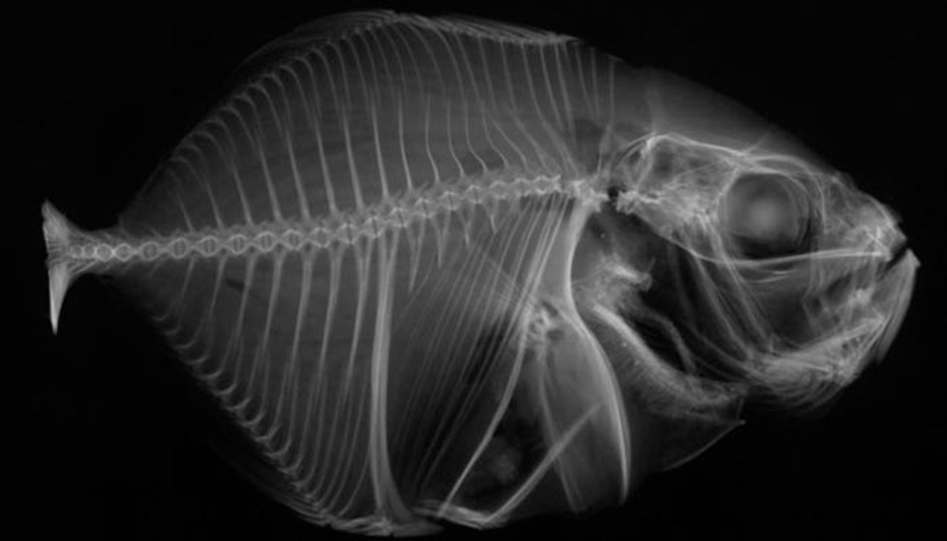 Xray Fish Modeled 3D Model - TurboSquid 1278534