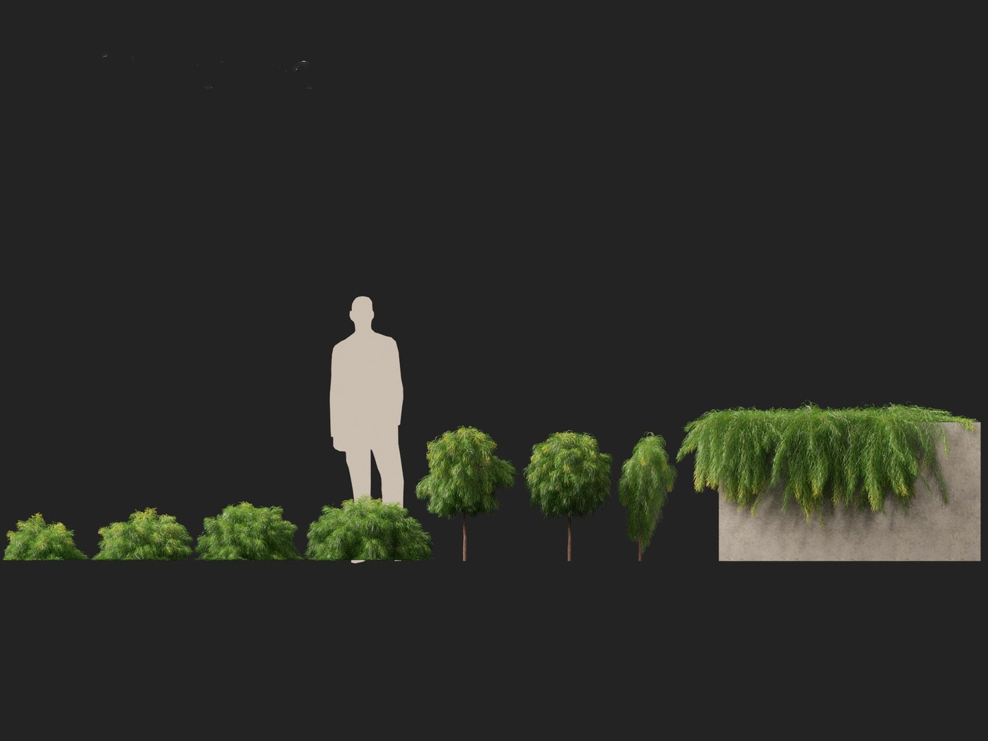 Acacia Cognata Limelight - River Wattle Model - TurboSquid 2191041