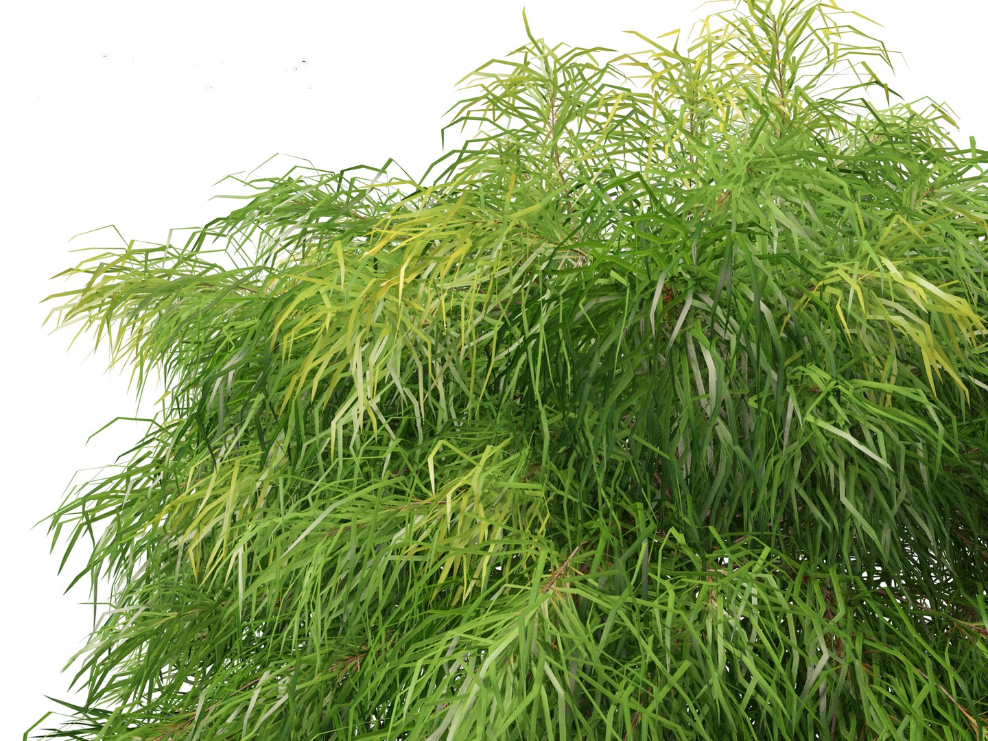 Acacia Cognata Limelight - River Wattle Model - TurboSquid 2191041