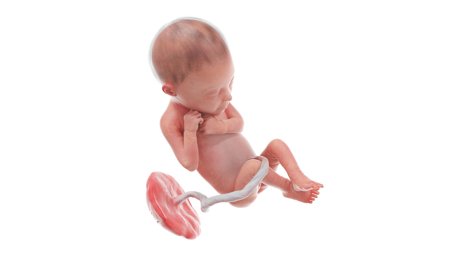 Fetus Anatomy Week 24 Animated 3D Model - TurboSquid 1808713
