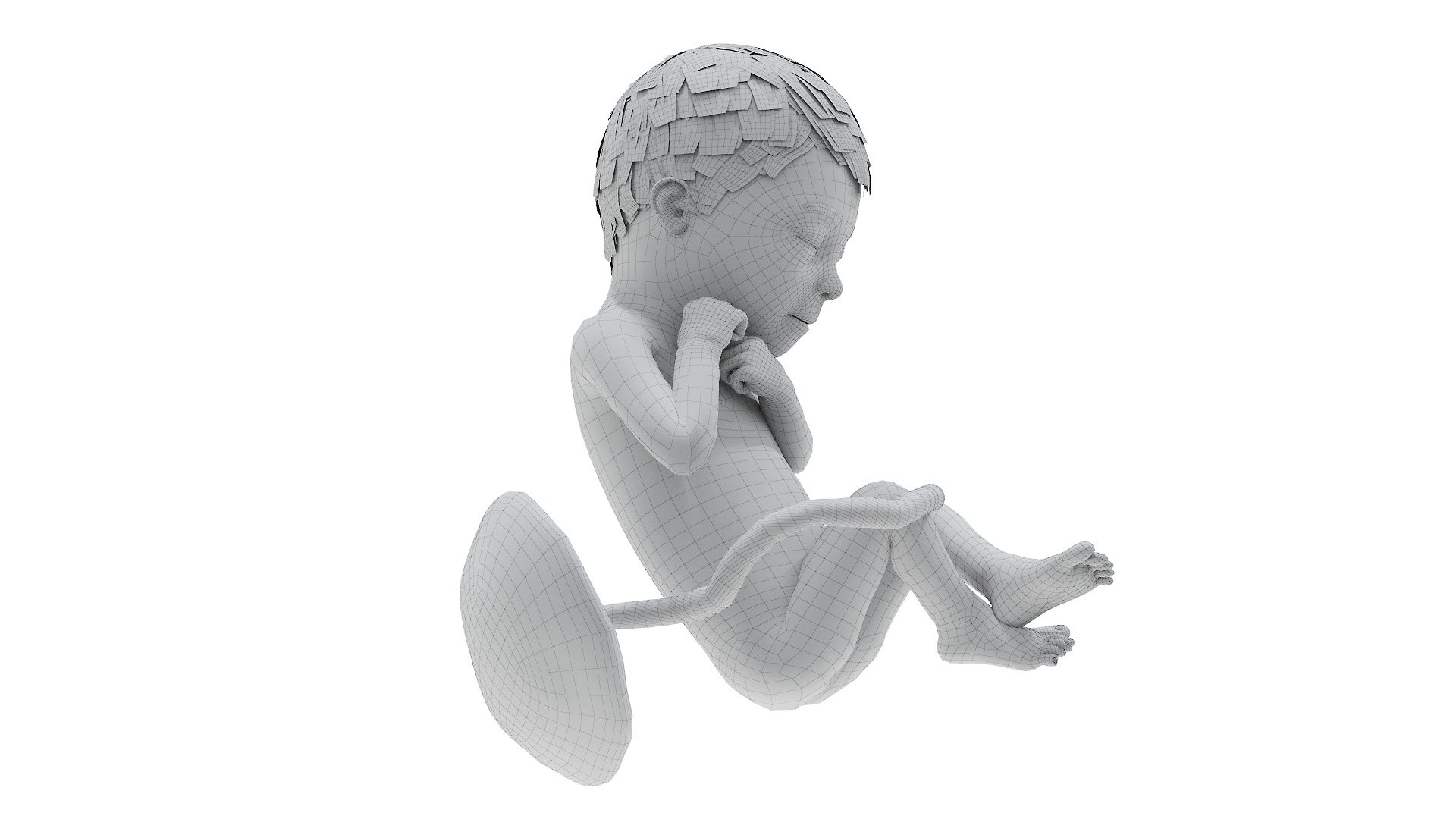 Fetus Anatomy Week 24 Animated 3D model - TurboSquid 1808713