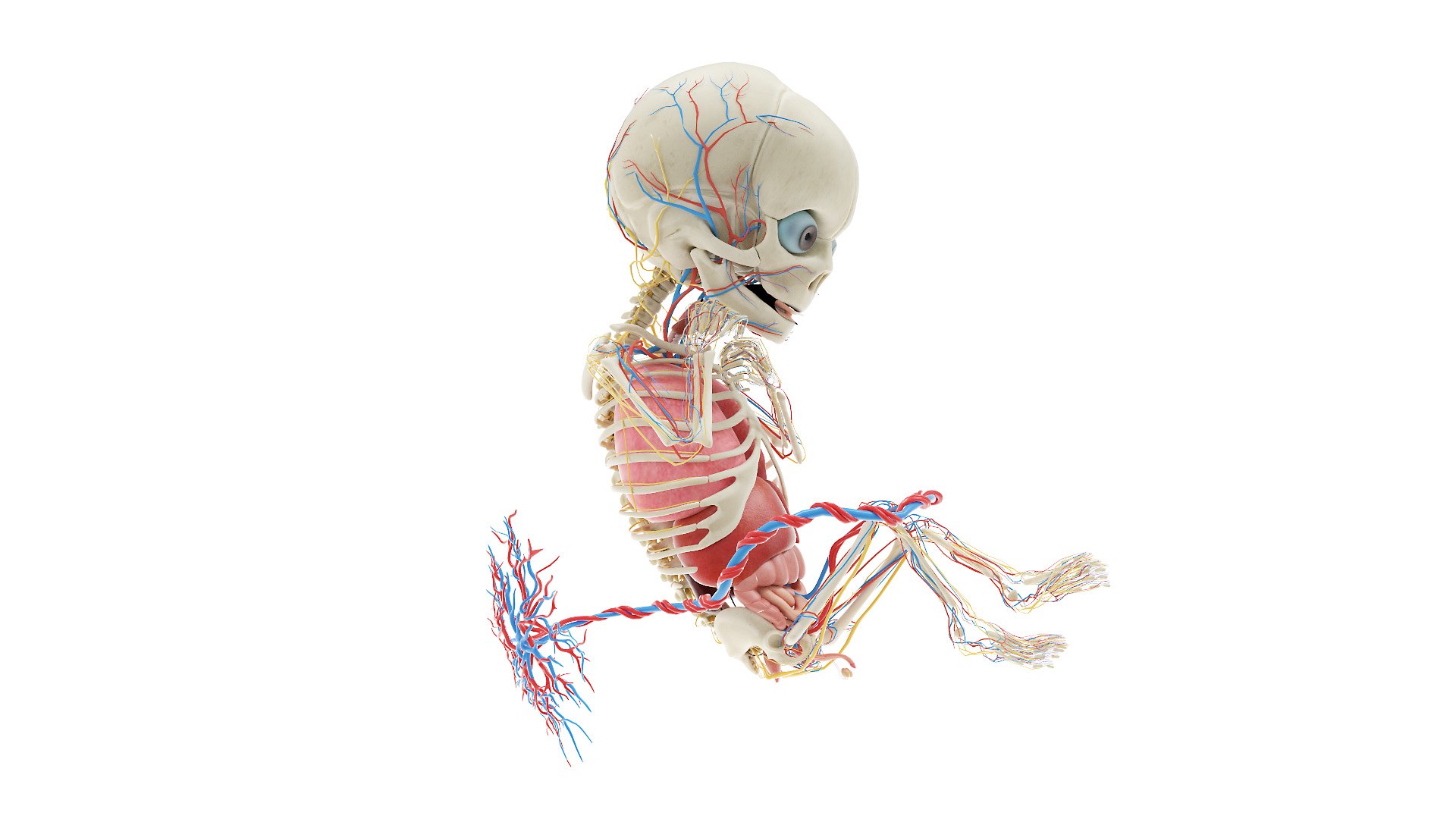 Fetus Anatomy Week 24 Animated 3D Model - TurboSquid 1808713