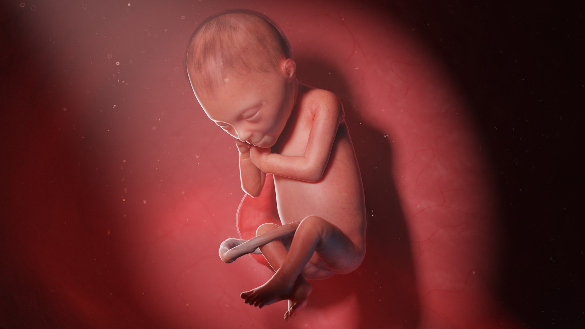 Fetus Anatomy Week 24 Animated 3D model - TurboSquid 1808713