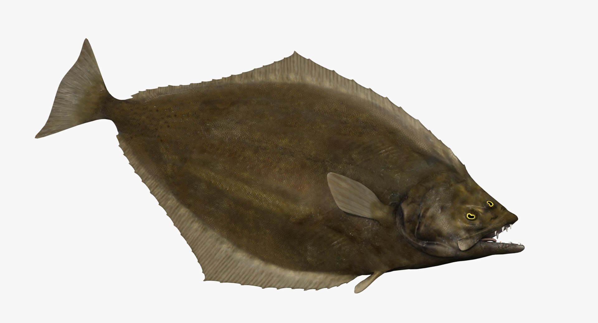 3D Atlantic Halibut - TurboSquid 1399009