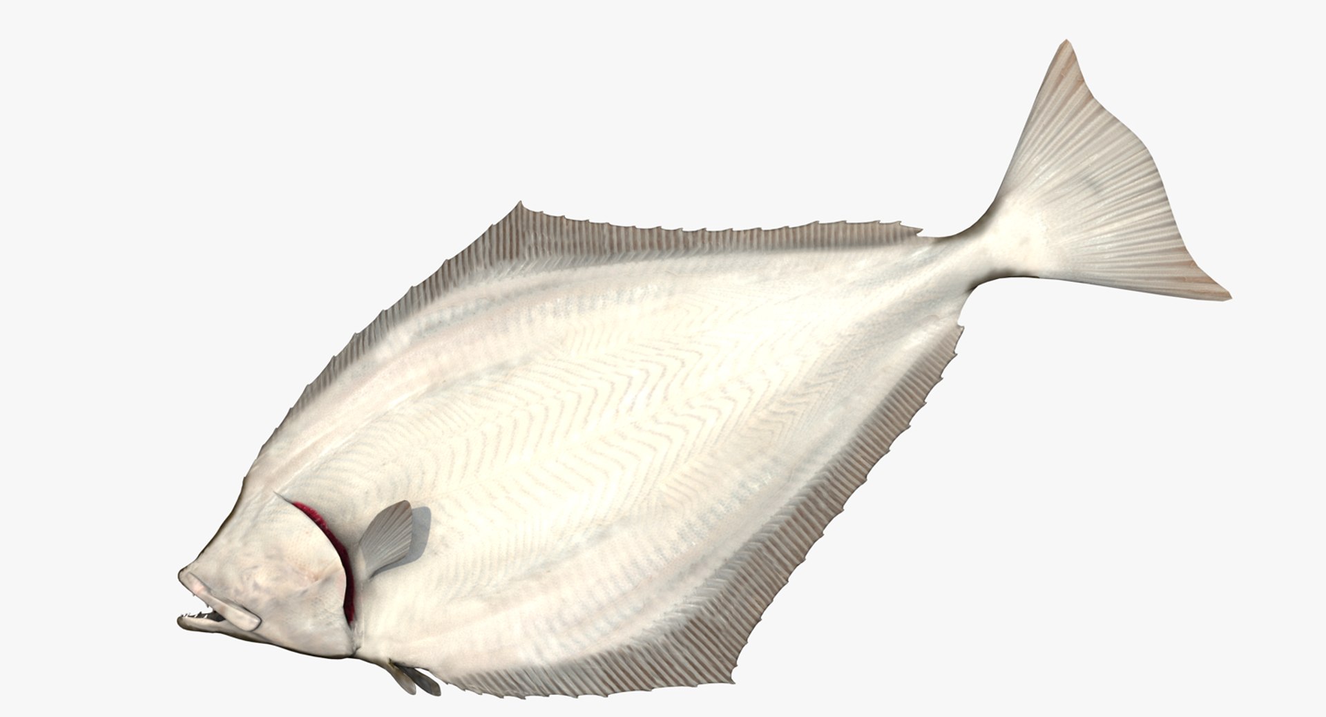 3D Atlantic Halibut - TurboSquid 1399009