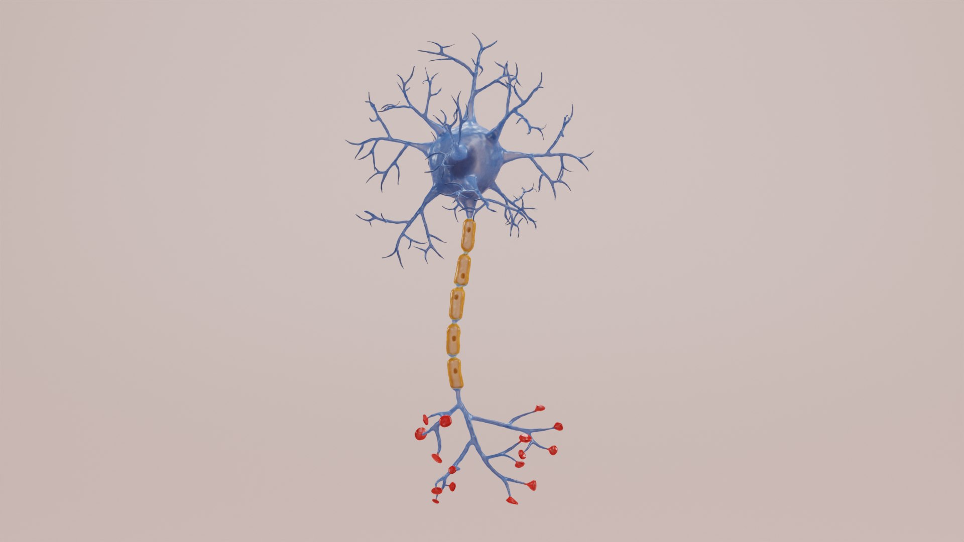 Neurons Rigged 3D model - TurboSquid 2176070