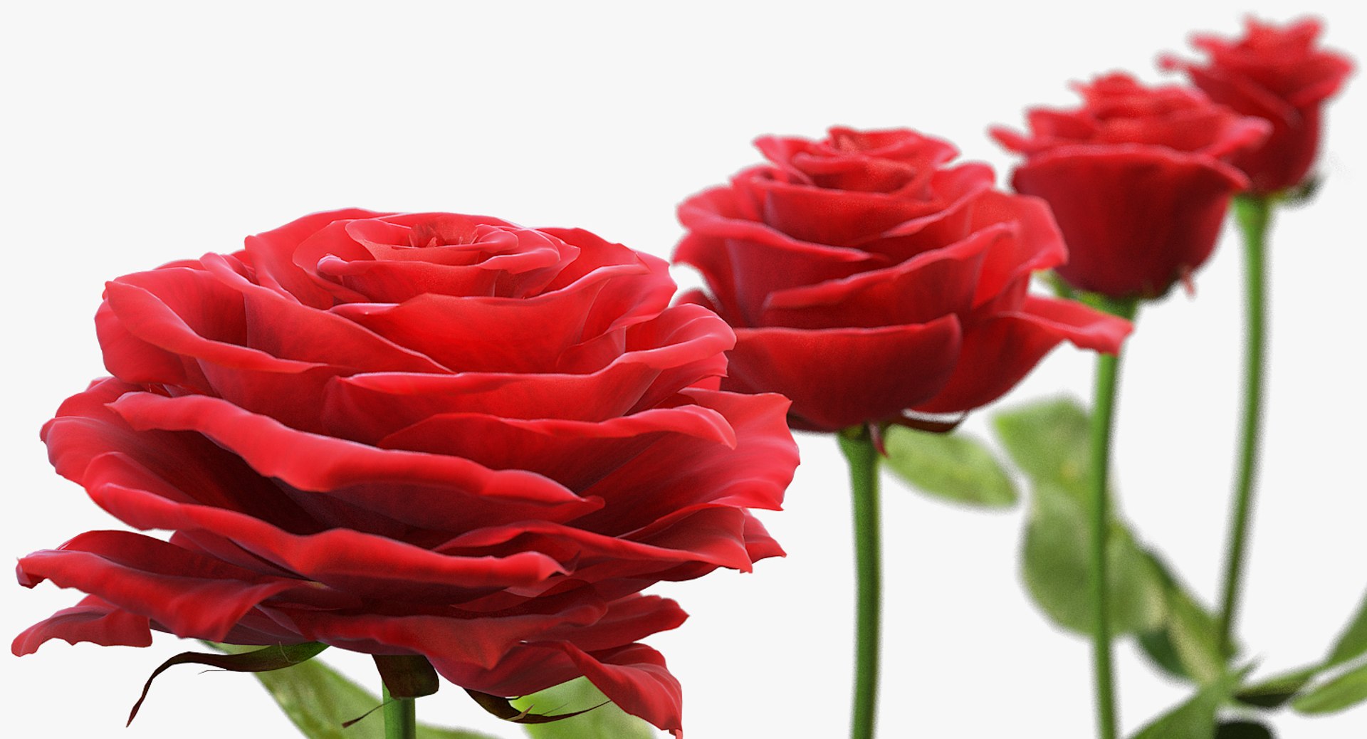 Rose 3D Model - TurboSquid 1379696